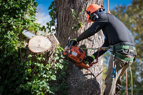 Tree Removal Services Tree Harmony Arborist