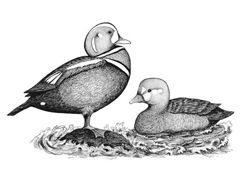 Harlequin Duck Note Card Black And White Maine Natural History Observatory