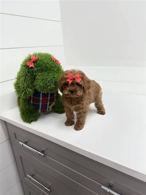 Ginger Teddy Bear Red Female Cavapoo Puppy Petite Posh Puppies