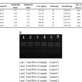 Quality Control Of RNA A RNA From Independent Samples Was Download Scientific Diagram