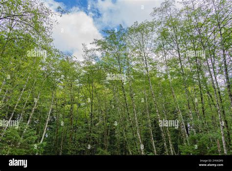 A Grove Of Tall Thin Trees With Green Leaves And Blue Cloudy Sky Stock Photo Alamy