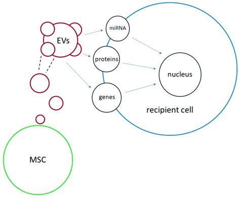 Ev Mediated Intercellular Communication This Diagram Shows The