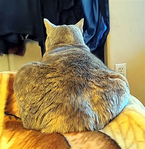 Jabba The Cat Scrolller