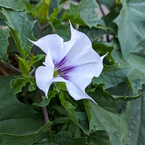 Datura Metel 1 1l Coir Kalamunda Plant Company
