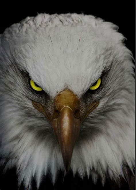 Eagle Iphone Wallpaper Hd Iphone Wallpapers Artofit