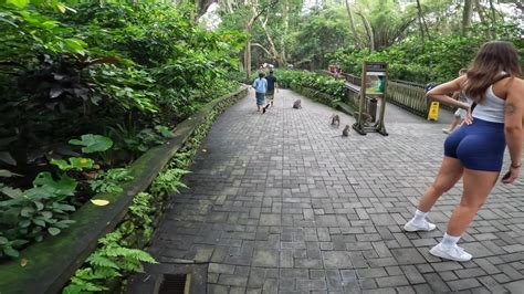 인도네시아 여행 발리 우붓 고요한 몽키포레스트 원숭이 숲 산책 둘러보기 Youtube