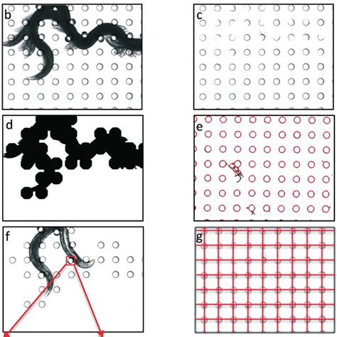 Illustration Of The Steps In Image Processing To Quantify Pillar