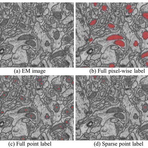 Comparison Of The Introduced Sparse Point Annotation With Other Types