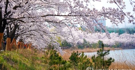 벚꽃 만개한 속초 영랑호