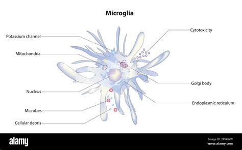 Oligodendrocytes Diagram