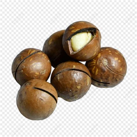 마카다미아 너트 6 개 무작위 배치광택개방 Png 일러스트 무료 다운로드 Lovepik