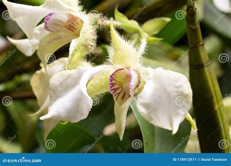 Dendrobium Macrophyllum Stock Image Image Of Collector 178912971