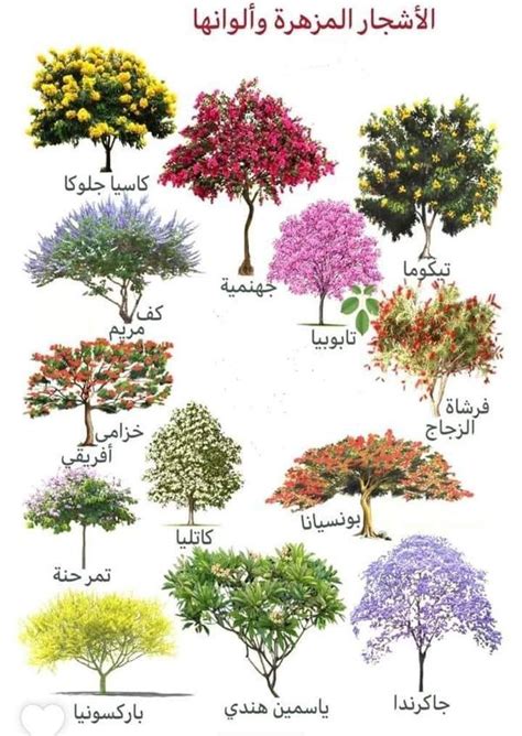 أسماء بعض الأشجار المزهرة المناسبة للزراعة في العراق