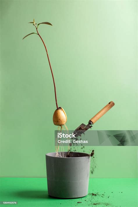 녹색 배경에 콘크리트 냄비에 잎 아보카도 새싹을 심는 과정 공중 부양 집에서 씨앗에서 아보카도 나무를 성장 새싹에 대한 스톡