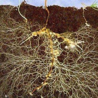 Fig1 The Roots Of A Tree Colonized By Mycorrhizal Fungi Fig 2 Download Scientific Diagram