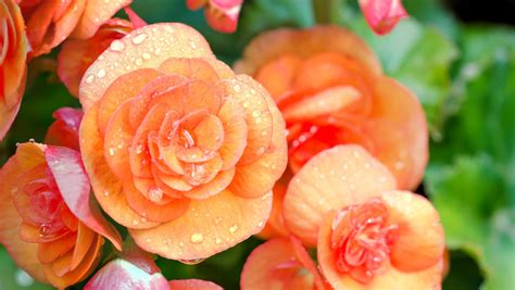 Are Mums Perennials How To Grow Mums As Perennials