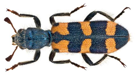 Trichodes Alchetron The Free Social Encyclopedia