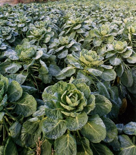 Cold Sprouts Free Photo Download Freeimages