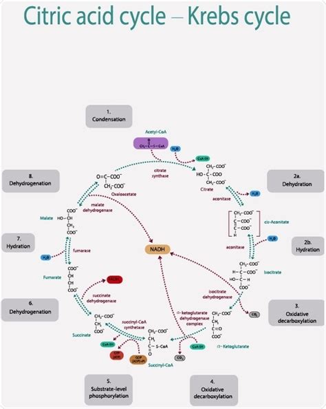 Citric Acid Cycle Regulation