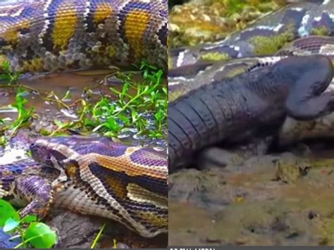 Crocodile V S Pyhton Viral Video मगरमचछ क अपन शकर बनकर नगल गय अजगर वडय क दख