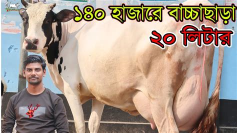 ১৪০ হাজারে ২০ লিটার দুধের গাভী। ৩ লক্ষ টাকায় ৪০ লিটার দুধের বিগ সাইজের ২ টি গাভী। কোয়ালিটিফুল