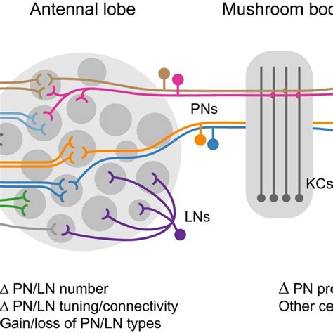 Basic Organization Of Insect Olfactory Circuits Left Olfactory Download Scientific Diagram
