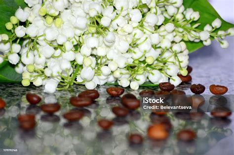 계곡의 백합과 향기로운 커피 콩의 이른 봄 꽃의 아름다운 엽서 배너 0명에 대한 스톡 사진 및 기타 이미지 0명 4월 5월 Istock