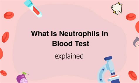 Neutrophils Definition Absolute Count High Low And Normal Range