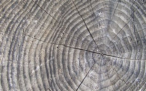 Half A Century Of Insight The International Tree Ring Data Banks Vital Role In Climate