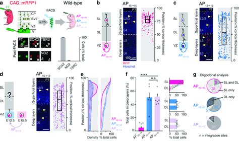 E155 Apical Progenitors Aps Remain Competent To Generate
