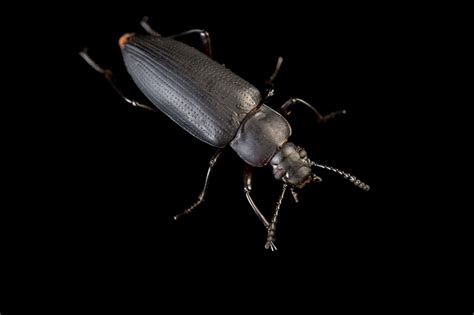 Giant Mealworm Beetle Zophobas Morio Entomophagy Wiki Fandom