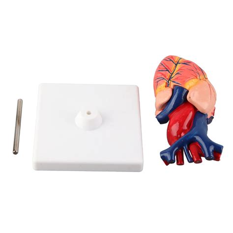 Reiche Silicon Dioxide Sio2 Molecular Structure Model Tool For Teaching
