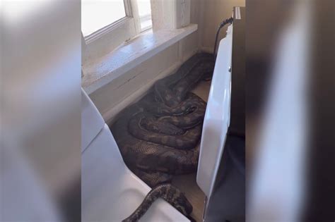 Pythons Found Doing Hanky Panky Behind Microwave