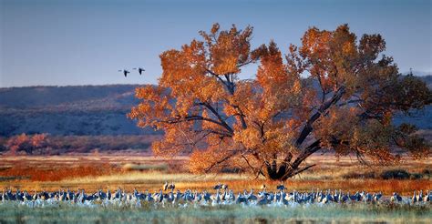 My Two Favorite Places To Photograph At Bosque Del Apache National