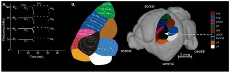 A Schematized Spectrogram Of The Mustached Bats Echolocation Signal Download Scientific