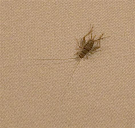 Beige Insect With Very Long Antennae Gryllodes Sigillatus Bugguidenet