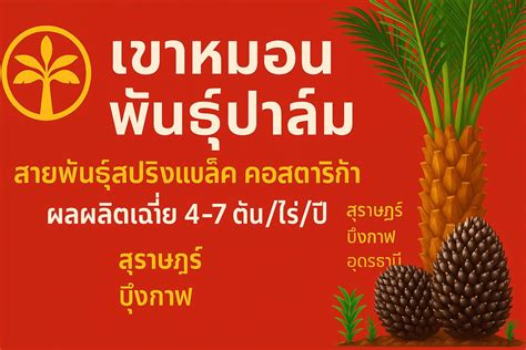 Bs Dietary Supplement ดีท็อกซ์ ล้างสารพิษในลำไส้ กระตุ้นขับถ่าย พุงยุบลดไว Bs Dietary