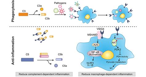 Vsig4 A Target For Complement System Or Tumor Drug Development Cusabio