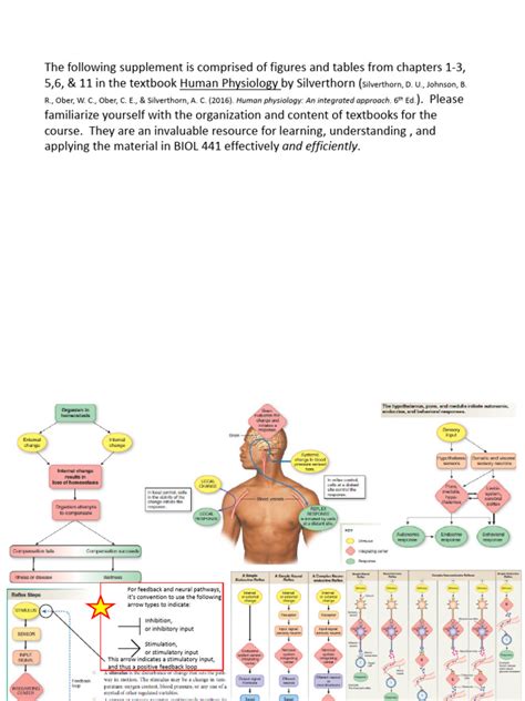 Lab 1 Homeostasis Supplement 1 Pdf
