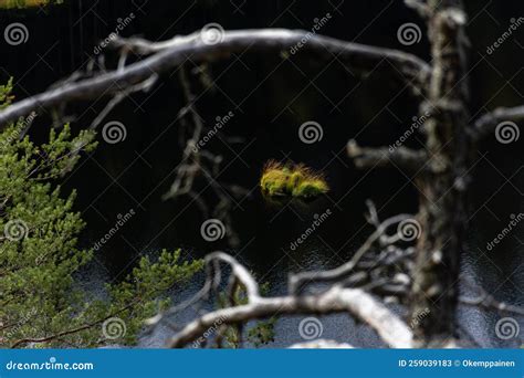 Green Tuft Of Grass On Dark Water Framed By Out Of Focus Branches Of A