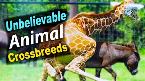 Unbelievable Animal Crossbreeds Youtube