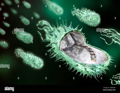 Engineered Bacteria Conceptual Computer Artwork Cutaway Of A