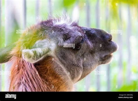 Headshot Of An Adult Female Lama Glama Selective Focus Filtered Image Light Effect Added
