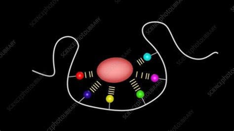 Polypeptide Enzyme Stock Video Clip K0039488 Science Photo Library