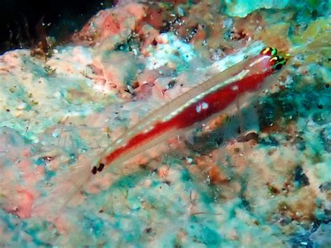 ニセクロスジイソハゼ 沖縄の魚図鑑
