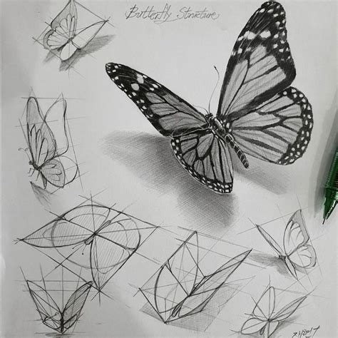 Realistic Butterfly Drawing