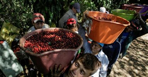 Exclusive Brazil Natural Coffee Hits Premium Market In Challenge For