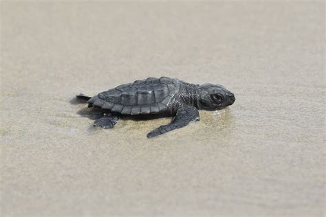 Leatherback Sea Turtle Hatching