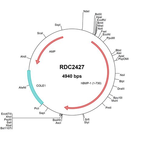 Recombinant Human Bmp 1pcp Protein Cf 1927 Zn 010 Randd Systems