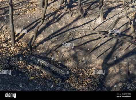 Nature Grows After Fire Stock Photo Alamy